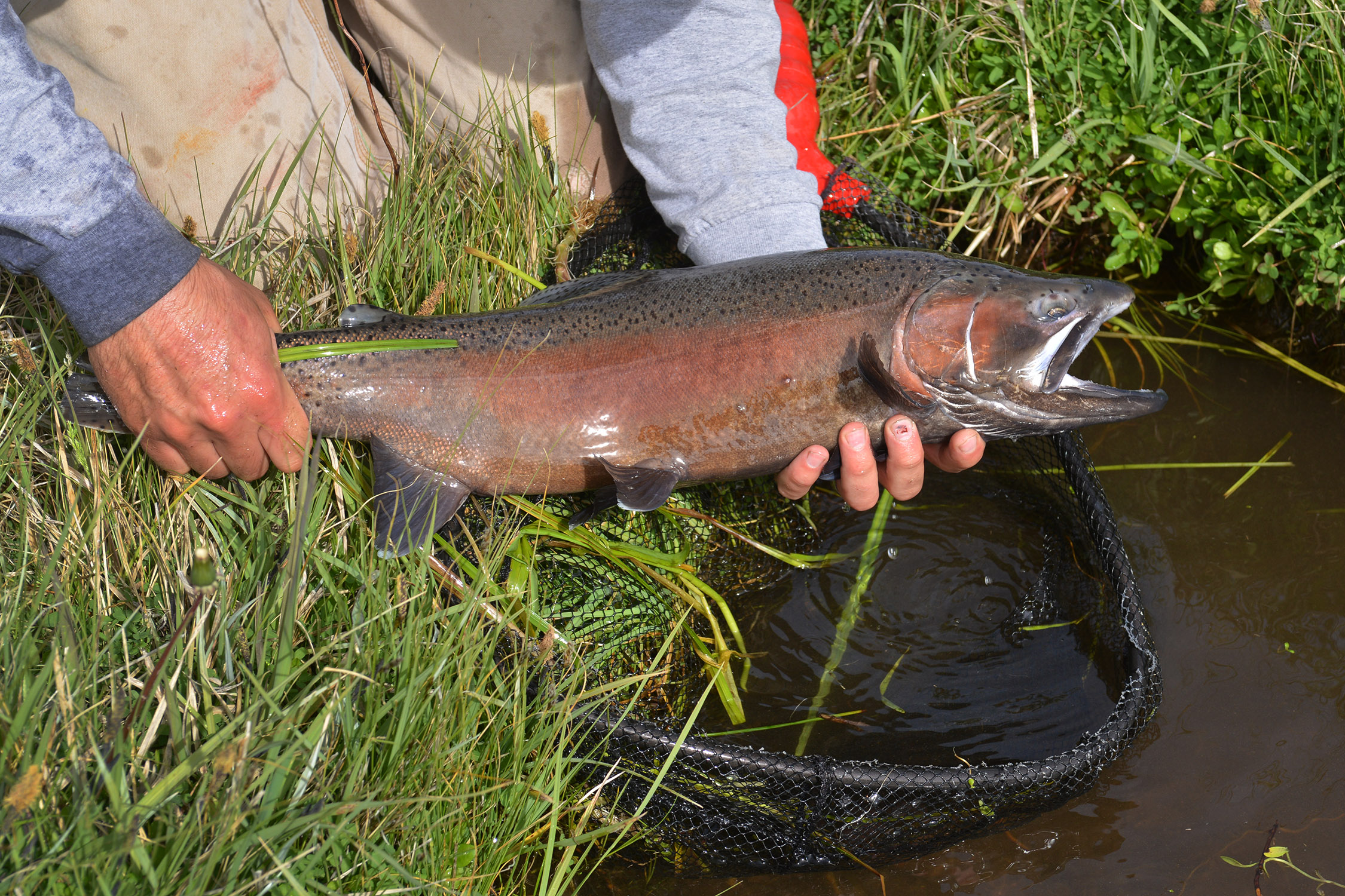 The Roaring Springs Ranch
