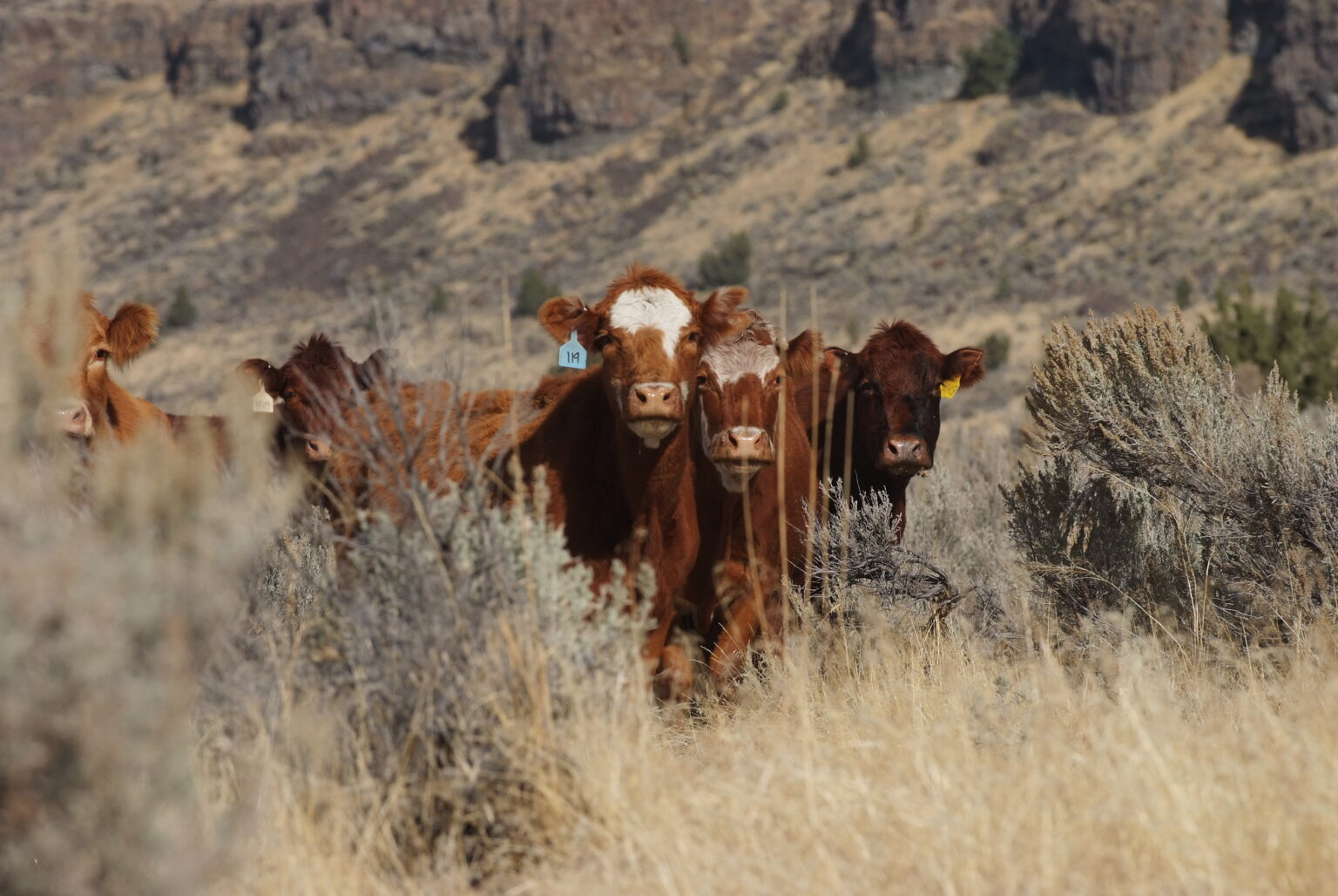 The Roaring Springs Ranch