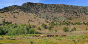 The Roaring Springs Ranch - About