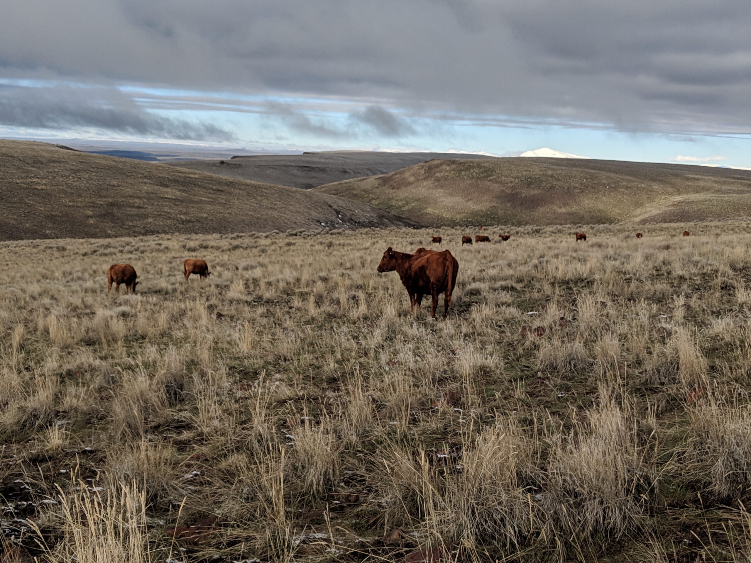 The Roaring Springs Ranch - About