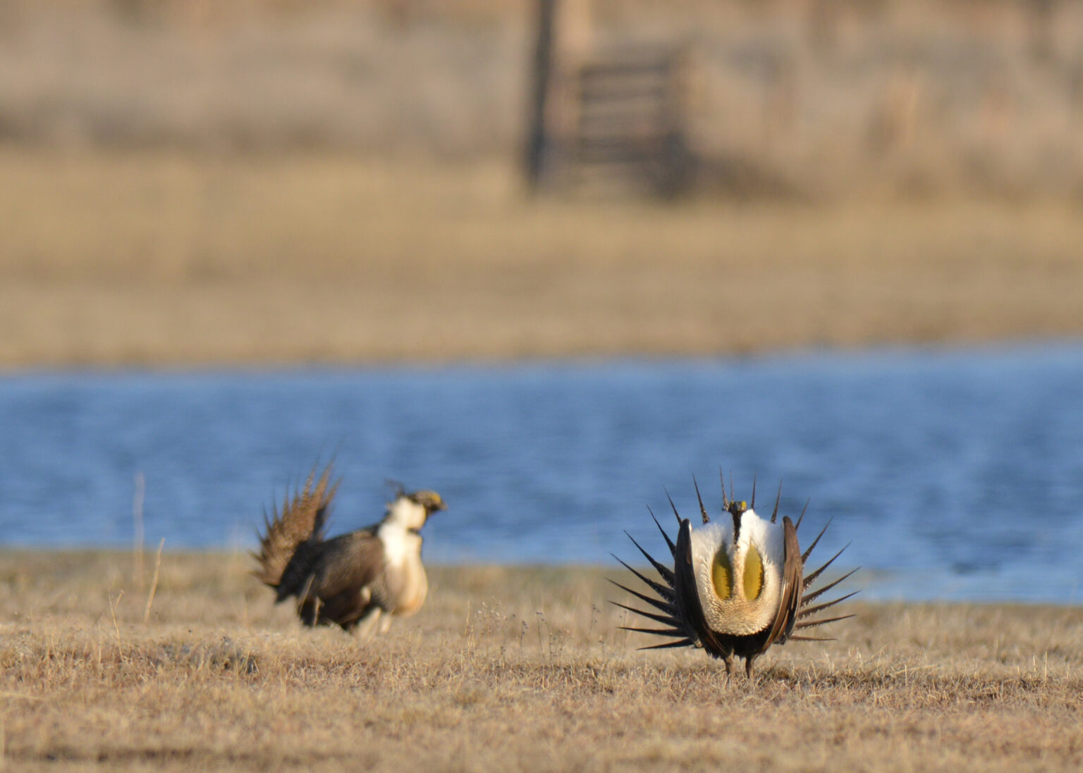 The Roaring Springs Ranch